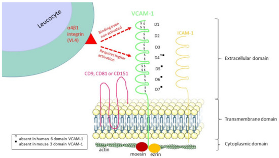 VCAM-1 Target in Non-Invasive Imaging for the Detection of ...