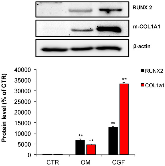 Concentrated Growth Factors (CGF) Induce Osteogenic Differentiation in ...