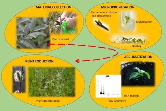 Biology | Free Full-Text | Genetic Stability of the Endangered Species ...