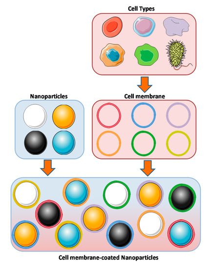 Nanoparticles Coated with Cell Membranes for Biomedical Applications