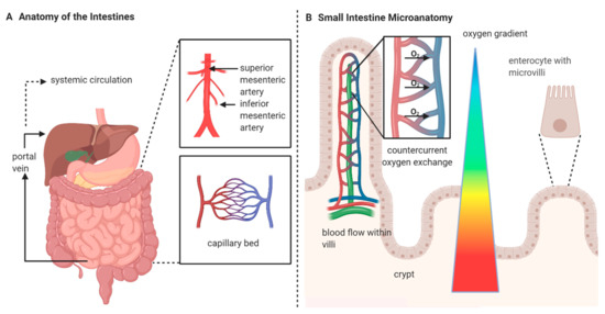 Imaging of the Intestinal Microcirculation during Acute and Chronic ...