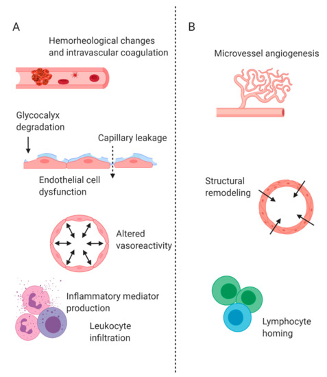 Biology | Special Issue : Microcirculation in Health and Disease