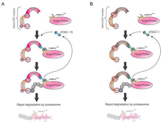 Targeted Protein Degradation Tools: Overview and Future Perspectives