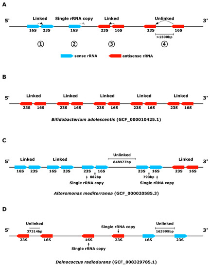 Enhanced Symbiotic Characteristics in Bacterial Genomes with the ...