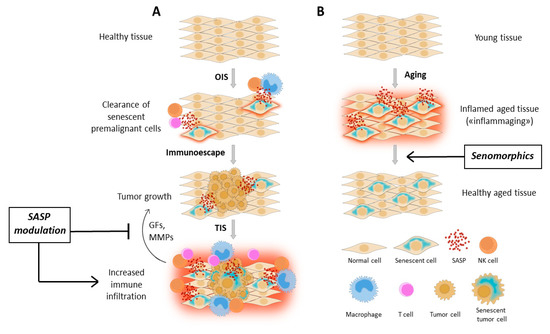 The Senescence-Associated Secretory Phenotype (SASP) in the Challenging Future of Cancer Therapy ...