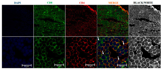 Revisiting the Teleost Thymus: Current Knowledge and Future Perspectives