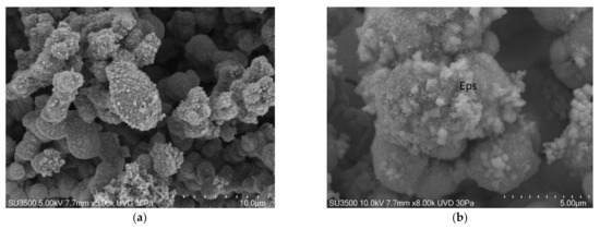 Microscopy Methods for Biofilm Imaging: Focus on SEM and VP-SEM Pros ...