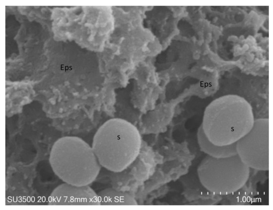 Biology | Free Full-Text | Microscopy Methods for Biofilm Imaging ...
