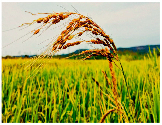 Increases in Genetic Diversity of Weedy Rice Associated with Ambient ...
