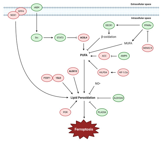 Metabolic Regulation of Ferroptosis in Cancer