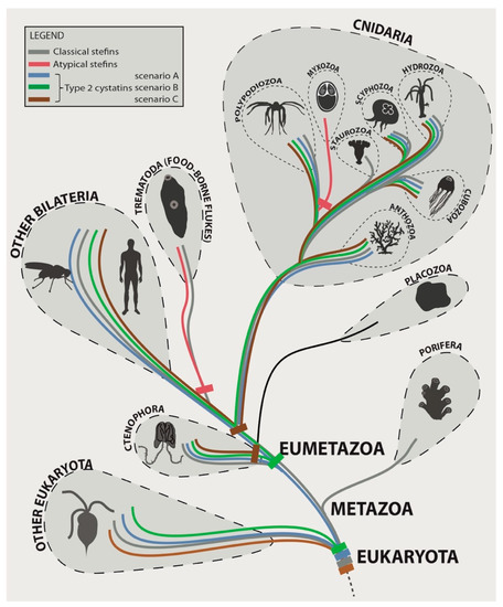 Evolutionary Analysis of Cystatins of Early-Emerging Metazoans Reveals ...