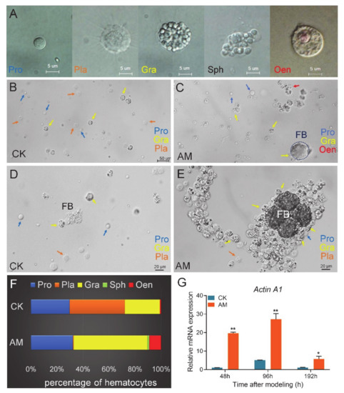 Influence of Hyperproteinemia on Insect Innate Immune Function of the ...