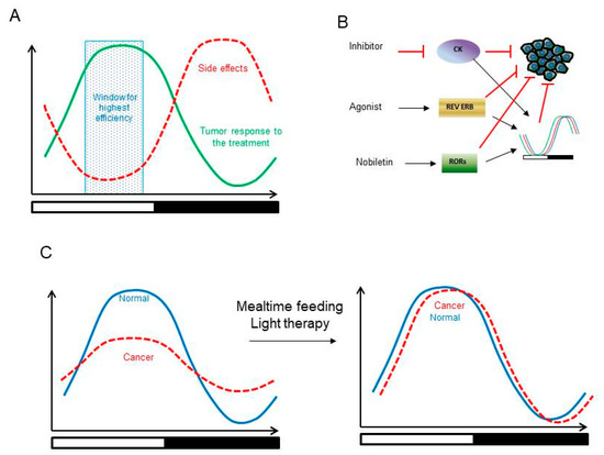 Clock at the Core of Cancer Development