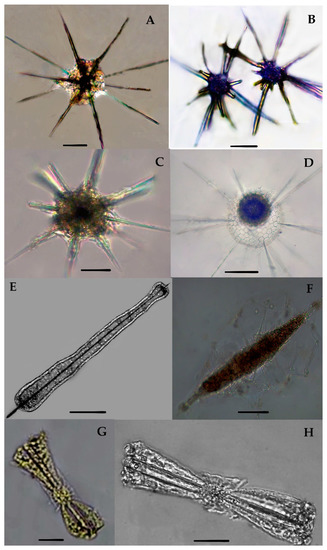 The First Record and Classification of Planktonic Radiolarian (Phylum ...