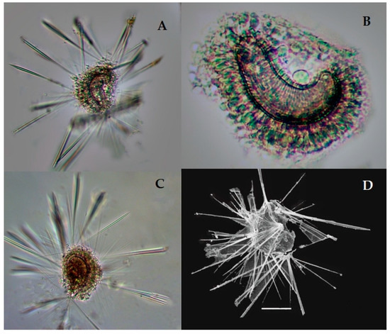 The First Record and Classification of Planktonic Radiolarian (Phylum ...