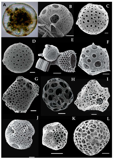 The First Record and Classification of Planktonic Radiolarian (Phylum ...