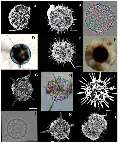 The First Record and Classification of Planktonic Radiolarian (Phylum ...