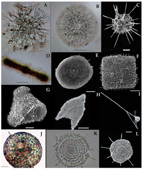 The First Record and Classification of Planktonic Radiolarian (Phylum ...