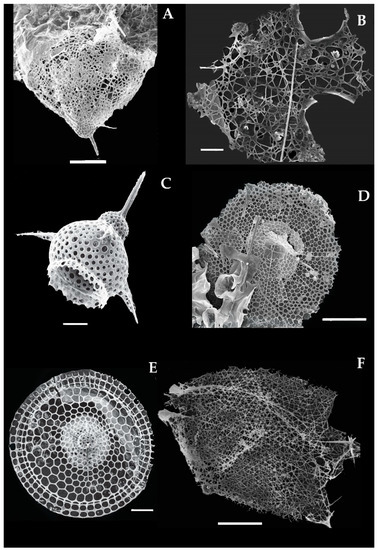 The First Record and Classification of Planktonic Radiolarian (Phylum ...