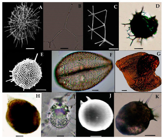 The First Record and Classification of Planktonic Radiolarian (Phylum ...
