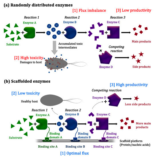 Synthetic Scaffold Systems for Increasing the Efficiency of Metabolic ...