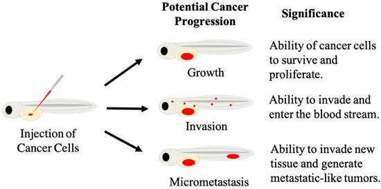 Biology | Free Full-Text | The Zebrafish Xenograft Models for ...
