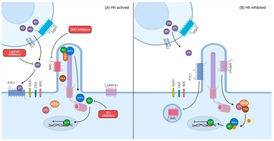 Understanding the Hedgehog Signaling Pathway in Acute Myeloid Leukemia ...