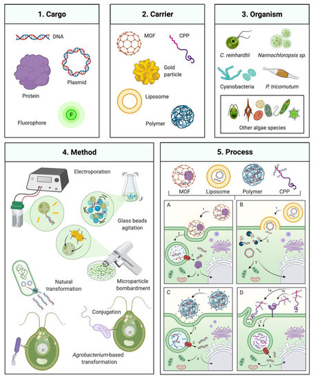 Gene Delivery Technologies with Applications in Microalgal Genetic ...