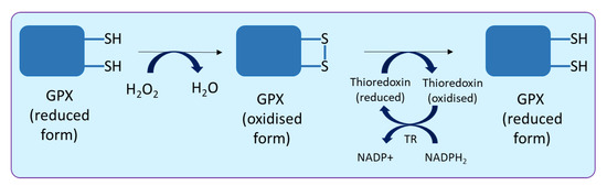 Recent Developments in Enzymatic Antioxidant Defence Mechanism in ...