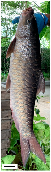 A Current Update on the Distribution, Morphological Features, and ...