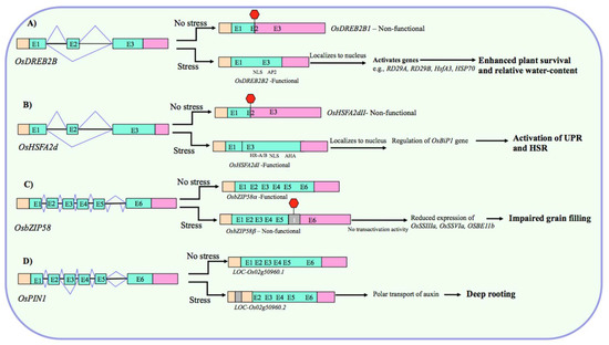 Stress-Induced Changes in Alternative Splicing Landscape in Rice ...