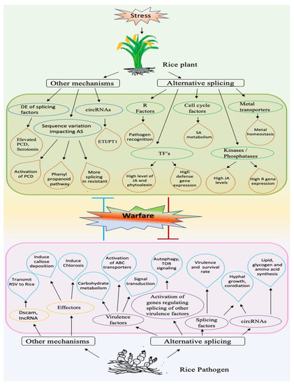 Biology | Free Full-Text | Stress-Induced Changes in Alternative ...