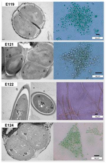 Connectivity of Edaphic and Endolithic Microbial Niches in Cold ...