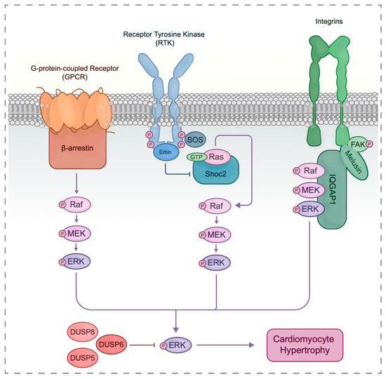 ERK1/2: An Integrator of Signals That Alters Cardiac Homeostasis and Growth