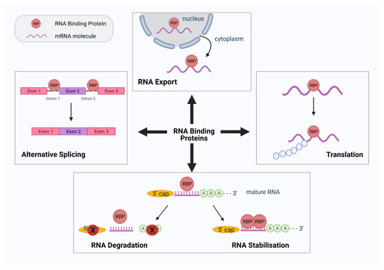 RNA-Binding Proteins Hold Key Roles in Function, Dysfunction, and Disease