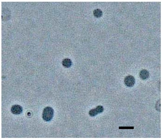 Biology | Free Full-Text | Thermococcus bergensis sp. nov., a Novel ...