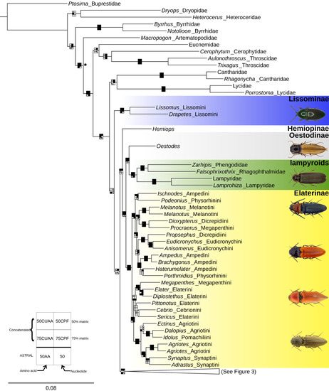 Biology | Free Full-Text | Anchored Phylogenomics, Evolution and ...