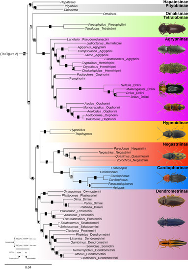Anchored Phylogenomics, Evolution and Systematics of Elateridae: Are ...