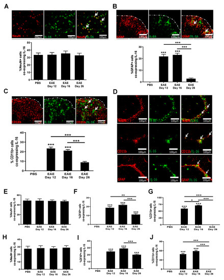 Increased Levels of IL-16 in the Central Nervous System during ...
