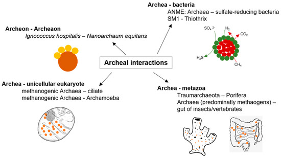 Friends or Foes—Microbial Interactions in Nature