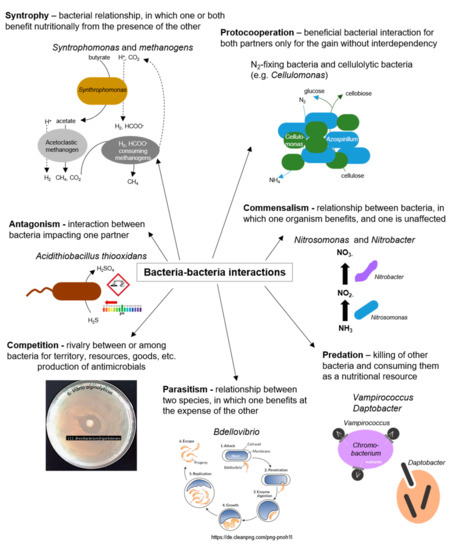 Friends or Foes—Microbial Interactions in Nature