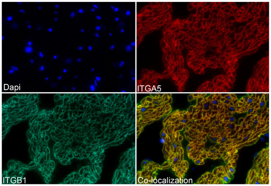Biology | Free Full-Text | Integrin Adhesion Complex Organization in ...