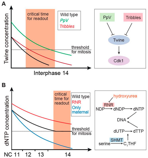 Temporal Gradients Controlling Embryonic Cell Cycle