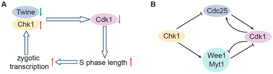 Temporal Gradients Controlling Embryonic Cell Cycle