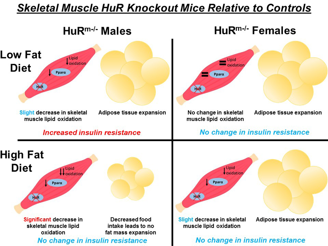 Biology | Free Full-Text | Female Mice Are Protected from Metabolic ...