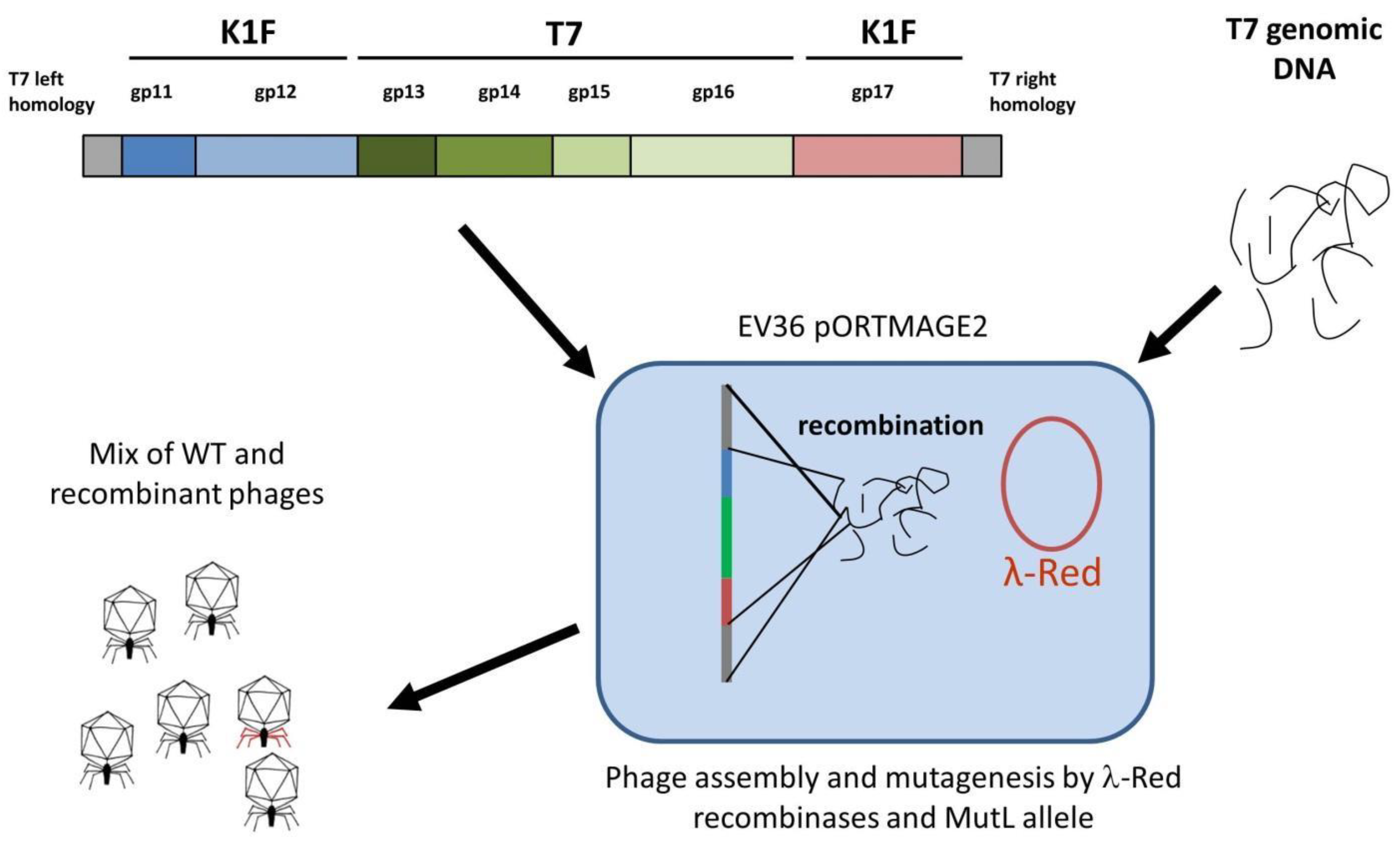 Analysing Parallel Strategies to Alter the Host Specificity of ...