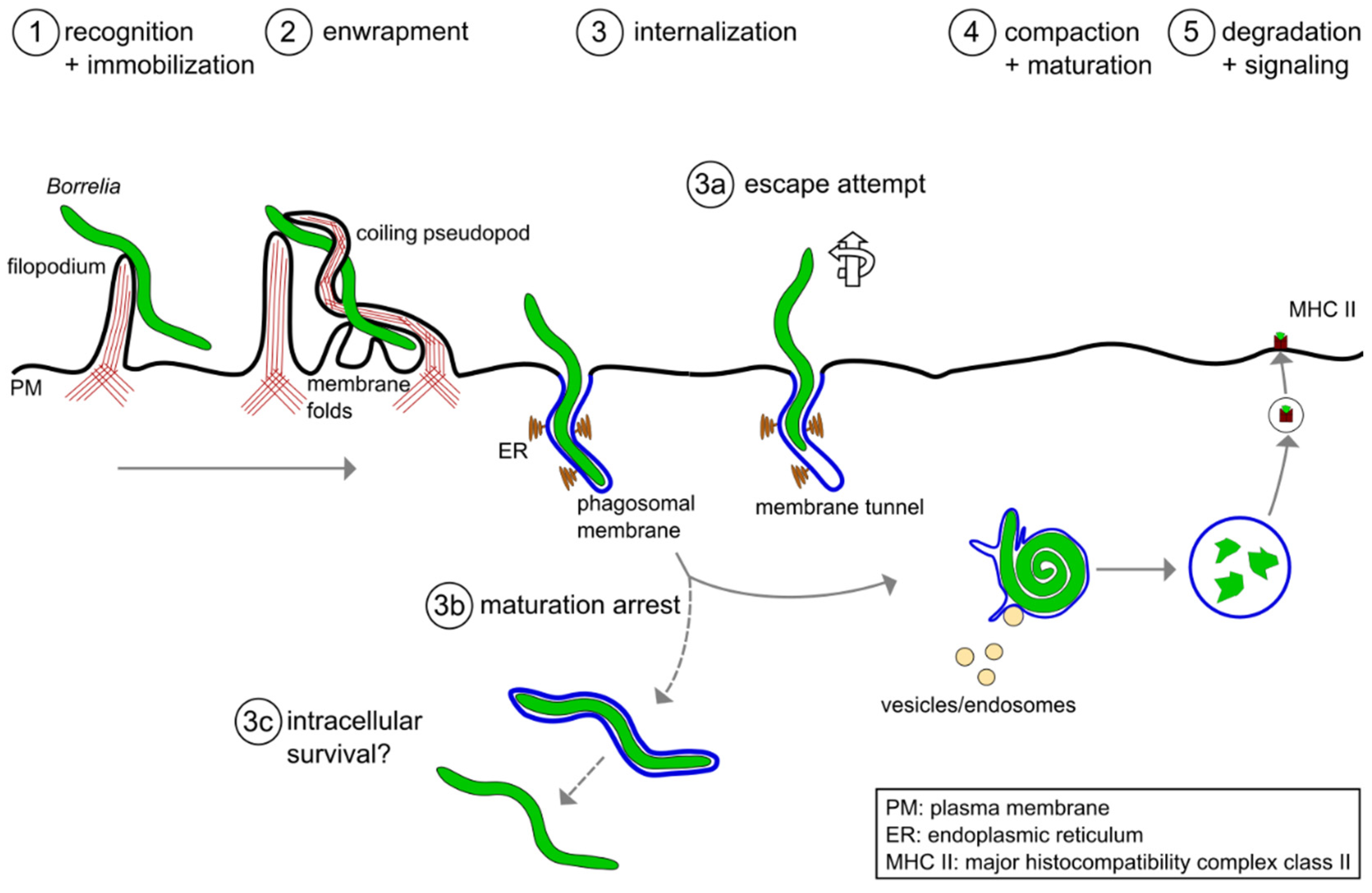 Borrelia Burgdorferi Structure