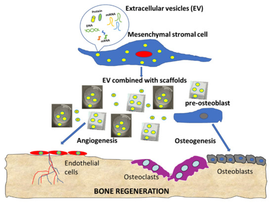 Bone Regeneration Improves with Mesenchymal Stem Cell Derived ...