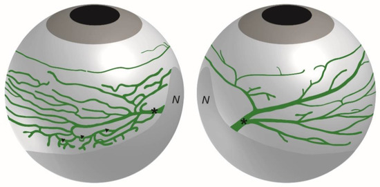 Lymphatics in Eye Fluid Homeostasis: Minor Contributors or Significant ...