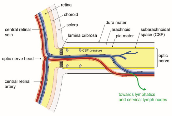Lymphatics in Eye Fluid Homeostasis: Minor Contributors or Significant ...
